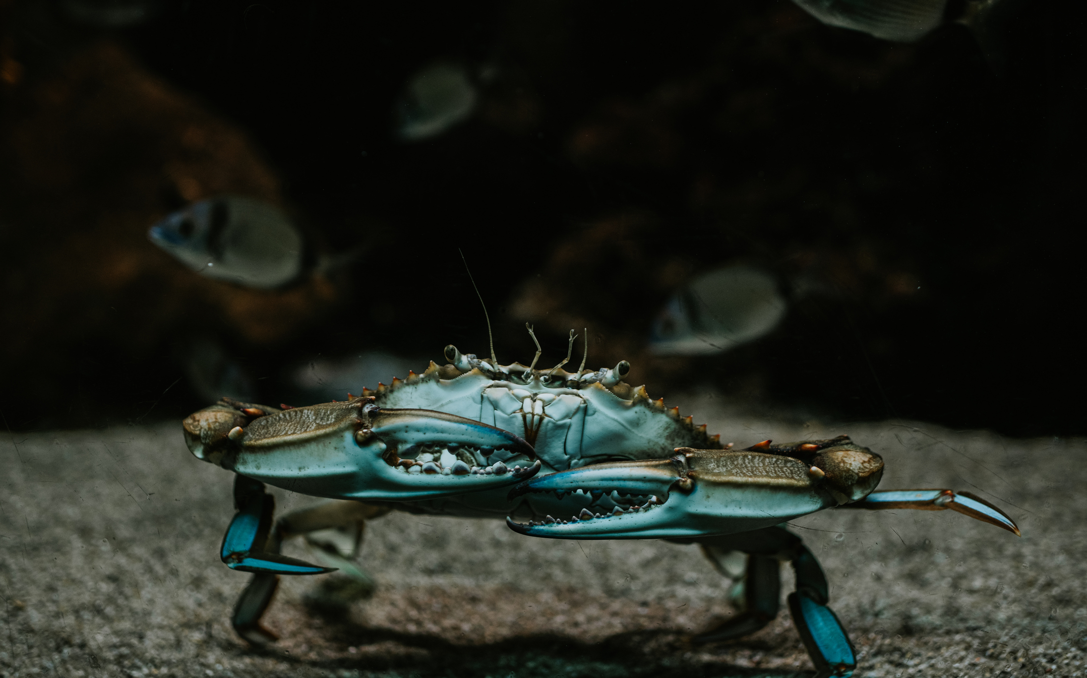 Granchio blu: il predatore che sta cambiando gli ecosistemi | Studenti.it