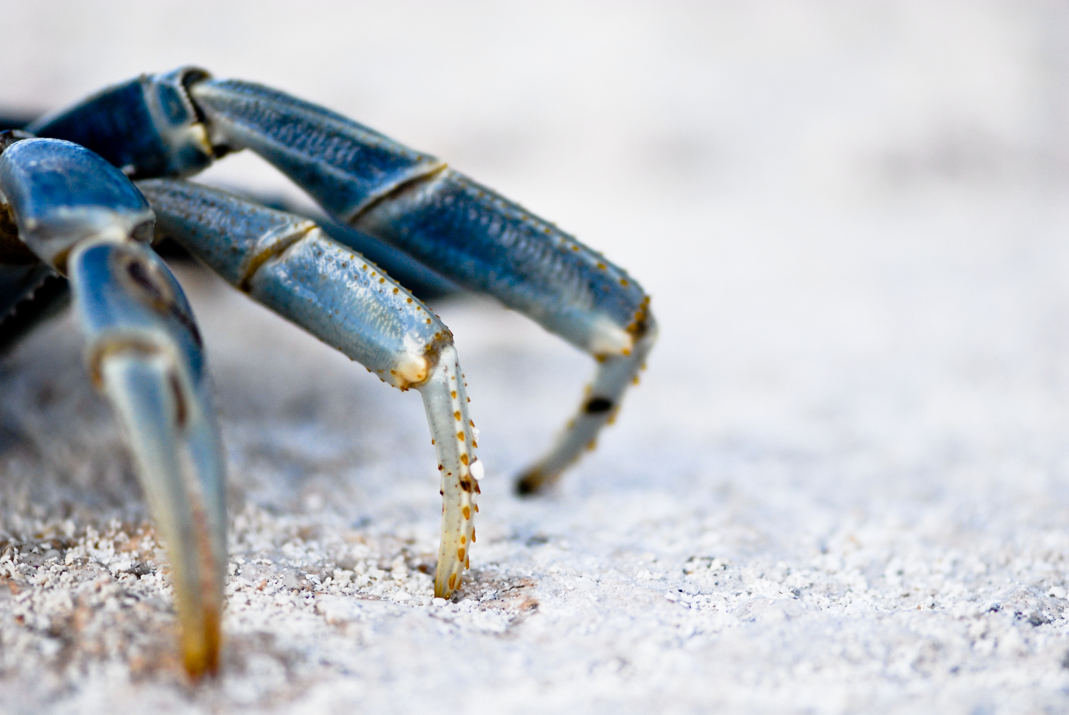 Granchio blu: il predatore che sta cambiando gli ecosistemi | Studenti.it