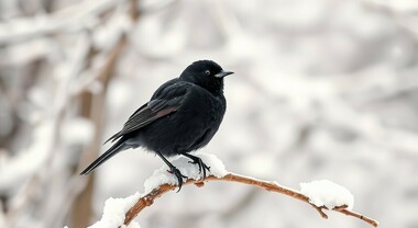Giorni della merla: come superare il freddo con il calore delle ...