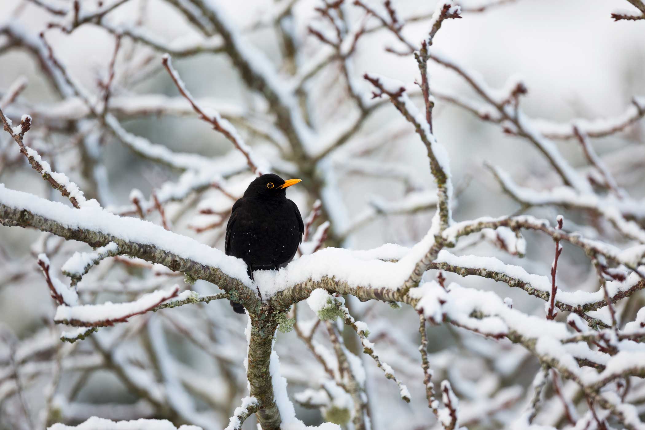 Giorni della merla 2025: leggenda, significato e perché si chiamano ...