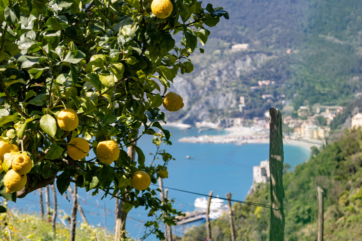 I limoni: 10 cose che devi sapere per superare l'interrogazione ...