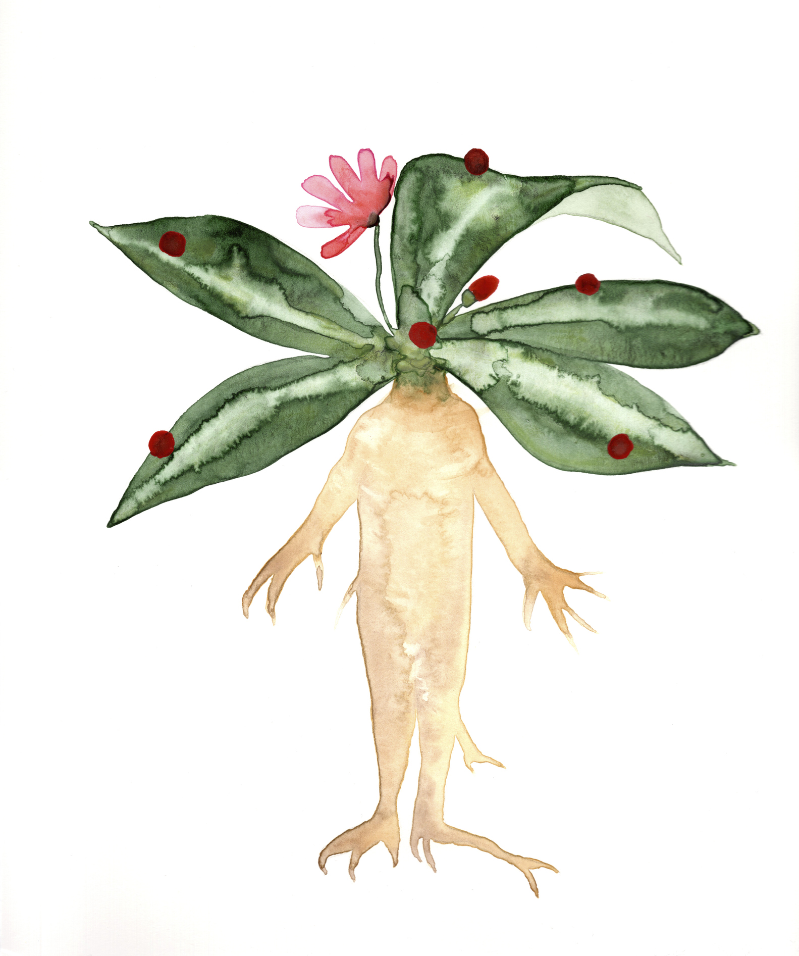 Riassunto completo della Mandragola: trama, significato e analisi dei ...